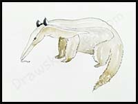 How to Draw Cartoon Anteaters & Realistic Anteaters : Drawing Tutorials ...