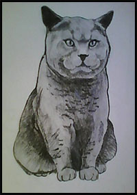 How to Draw Cartoon Cats and Kittens & Realistic Felines : Drawing ...