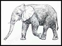 How to Draw Cartoon Elephants & Realistic Elephants : Drawing Tutorials ...