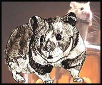 How to Draw Cartoon Hamsters & Realistic Hamsters : Drawing Tutorials ...