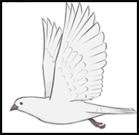 How to Draw Doves : Drawing Tutorials & Drawing & How to Draw Doves ...