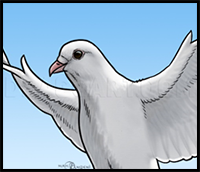 How to Draw Doves : Drawing Tutorials & Drawing & How to Draw Doves ...