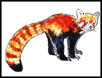 How to Draw Cartoon Red Pandas & Realistic Red Pandas : Drawing ...