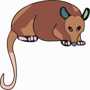 How to Draw Opossums : Drawing Tutorials & Drawing & How to Draw ...