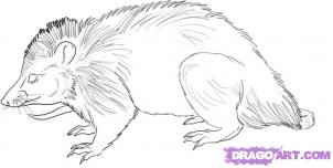 How to Draw Opossums : Drawing Tutorials & Drawing & How to Draw ...