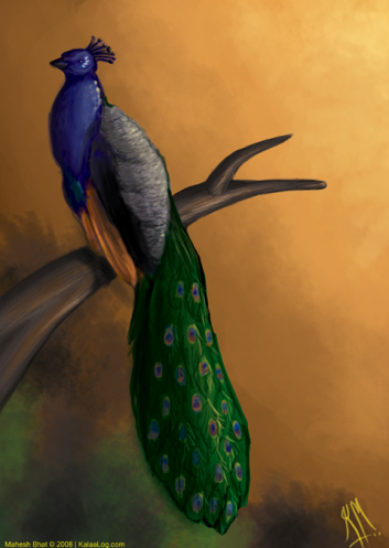 How to Draw Peacocks : Drawing Tutorials & Drawing & How to Draw ...