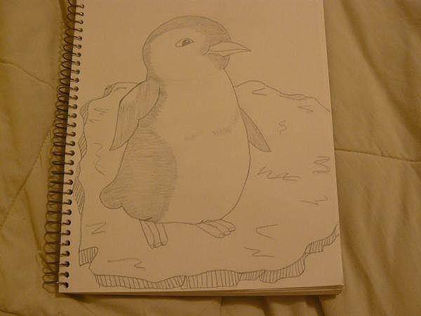 How to Draw Penguins : Drawing Tutorials & Drawing & How to Draw ...