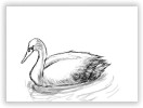 How to Draw Swans : Drawing Tutorials & Drawing & How to Draw Swan ...