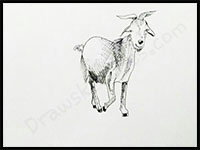 How to Draw Goats : Drawing Tutorials & Drawing & How to Draw Goats ...