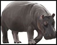 How to Draw Hippos : Drawing Tutorials & Drawing & How to Draw Hippos ...