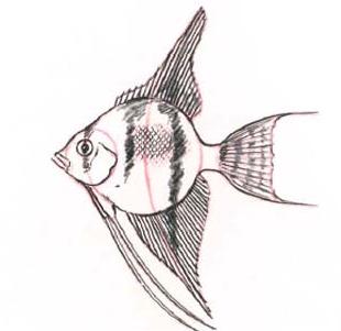Learn to drawanglefish.