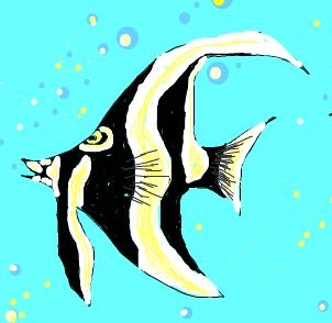 Learn to drawangelfish.