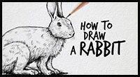 How to Draw Bunny Rabbits : Drawing Tutorials & Drawing & How to Draw ...