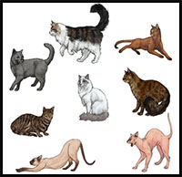 How to Draw Cartoon Cats and Kittens & Realistic Felines : Drawing ...