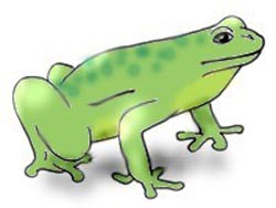 How to Draw Frogs : Drawing Tutorials & Drawing & How to Draw Frogs ...