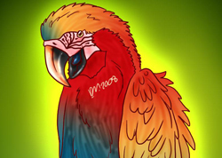 How to Draw Parrots : Drawing Tutorials & Drawing & How to Draw Parrots ...