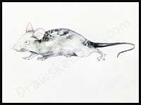How to Draw Cartoon Mice & Rats & Realistic Mice & Rats : Drawing ...
