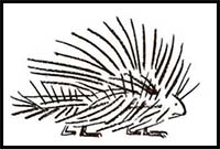 How to Draw Cartoon Porcupines & Realistic Porcupines : Drawing ...