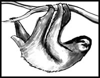How to Draw Cartoon Sloths & Realistic Sloths : Drawing Tutorials ...