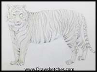 How to Draw Cartoon Tigers & Realistic Tigers : Drawing Tutorials ...