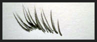 Eyelashes Drawing Lessons & Tutorials for How to Draw Eye Lashes Step ...
