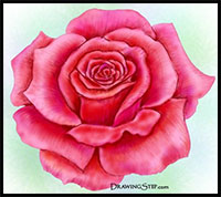 How to Draw Roses with Easy Step by Step Valentine's Day Drawing ...