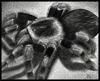 How to Draw Spiders : Drawing Tutorials & Drawing & How to Draw Spiders ...