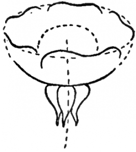 How to Draw Flowers : Drawing Buttercups Step by Step Lesson – How to ...