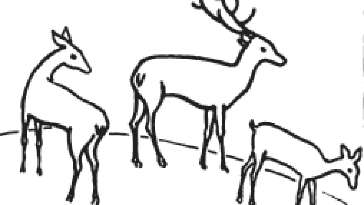 How To Draw A Deer