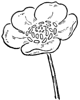 How to Draw Flowers : Drawing Buttercups Step by Step Lesson - How to ...