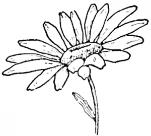 Drawing the Daisy : How to Draw Daisies with Easy Step by Step Lessons ...