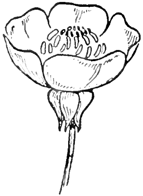 How to Draw Flowers : Drawing Buttercups Step by Step Lesson - How to ...