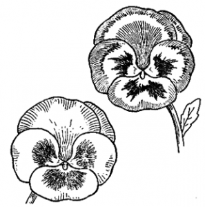 draw flowers Archives - How to Draw Step by Step Drawing Tutorials