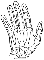 Bones Of The Human Hand How To Draw Step By Step Drawing Tutorials Bones Of The Human Hand How To Draw Step By Step Drawing Tutorials