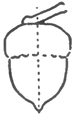 How to Draw Acorns Falling from Oak Tree Branch with Easy Drawing ...