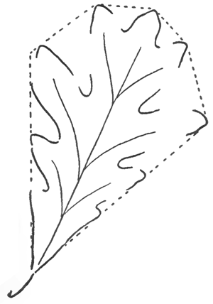 How to Draw Oak Leaves with Step by Step Drawing Lessons – How to Draw ...