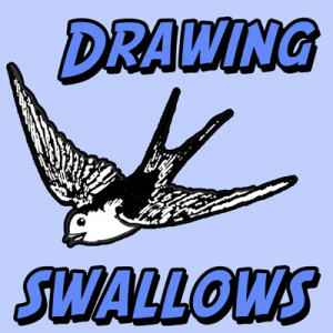 How to Draw Birds : Swallows with Easy Step by Step Drawing Lesson ...