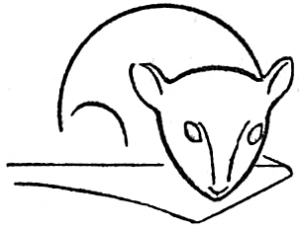 How to Draw a Mouse with Step by Step Mice Drawing Tutorial – How to ...