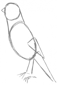 How to Draw a Canary with Step by Step Tutorial to Drawing Canaries ...