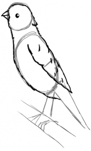 How to Draw a Canary with Step by Step Tutorial to Drawing Canaries ...
