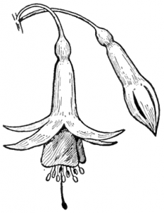 How to Draw Fuchsias Flowers with Easy Steps Drawing Tutorial – How to ...