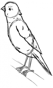 How to Draw a Canary with Step by Step Tutorial to Drawing Canaries ...