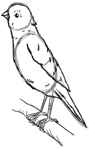 How to Draw a Canary with Step by Step Tutorial to Drawing Canaries ...