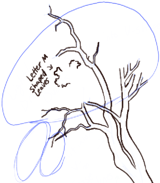 Simple Oak Tree Drawing