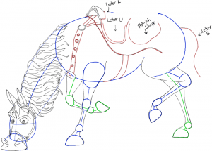 How to Draw Maximus the Horse From Tangled in Easy Steps – How to Draw ...