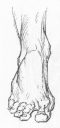 How to Draw the Foot : Drawing Feet and the Anatomy of them Reference ...