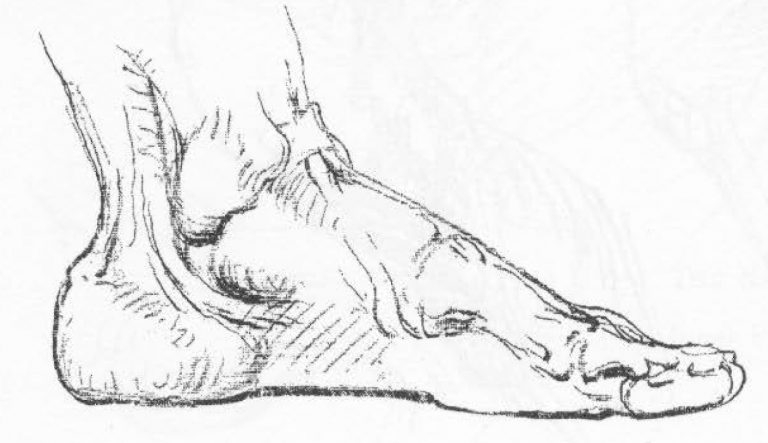 How to Draw the Foot : Drawing Feet and the Anatomy of them Reference ...