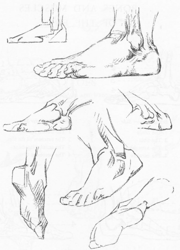 How to Draw the Foot : Drawing Feet and the Anatomy of them Reference ...