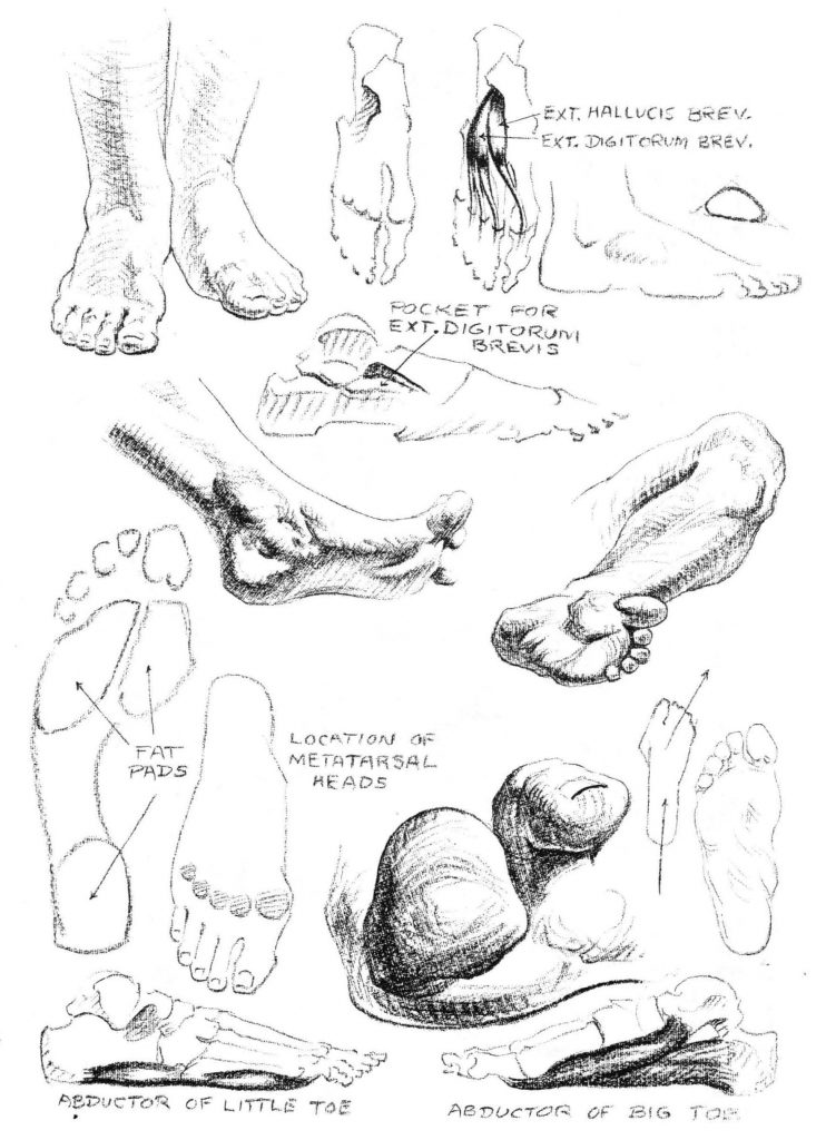 How to Draw the Foot : Drawing Feet and the Anatomy of them Reference ...