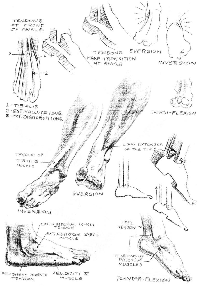 How to Draw the Foot : Drawing Feet and the Anatomy of them Reference ...